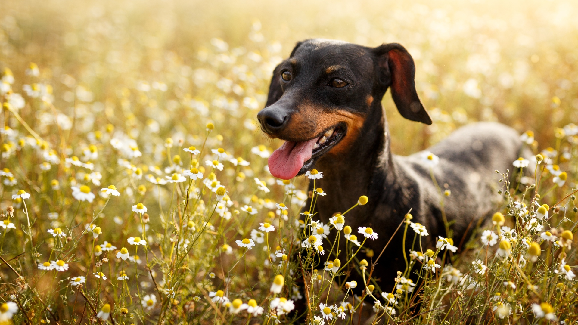 Referral Form | Sage Pet Hospital